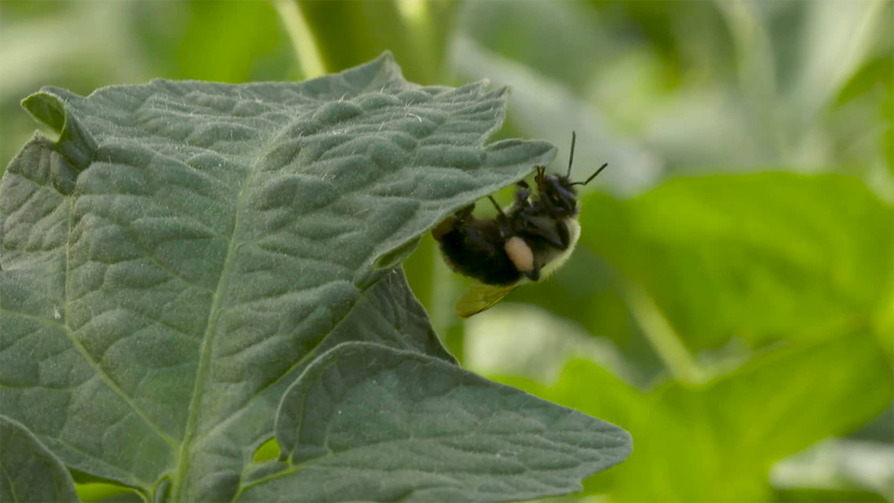 MightyVine - MightyBees - Most Visual